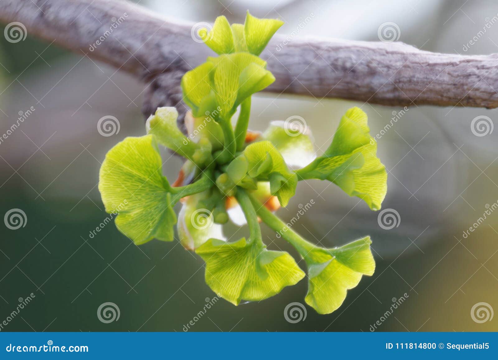 GIngko Biloba stock photo. Image of biloba, detail, health - 111814800