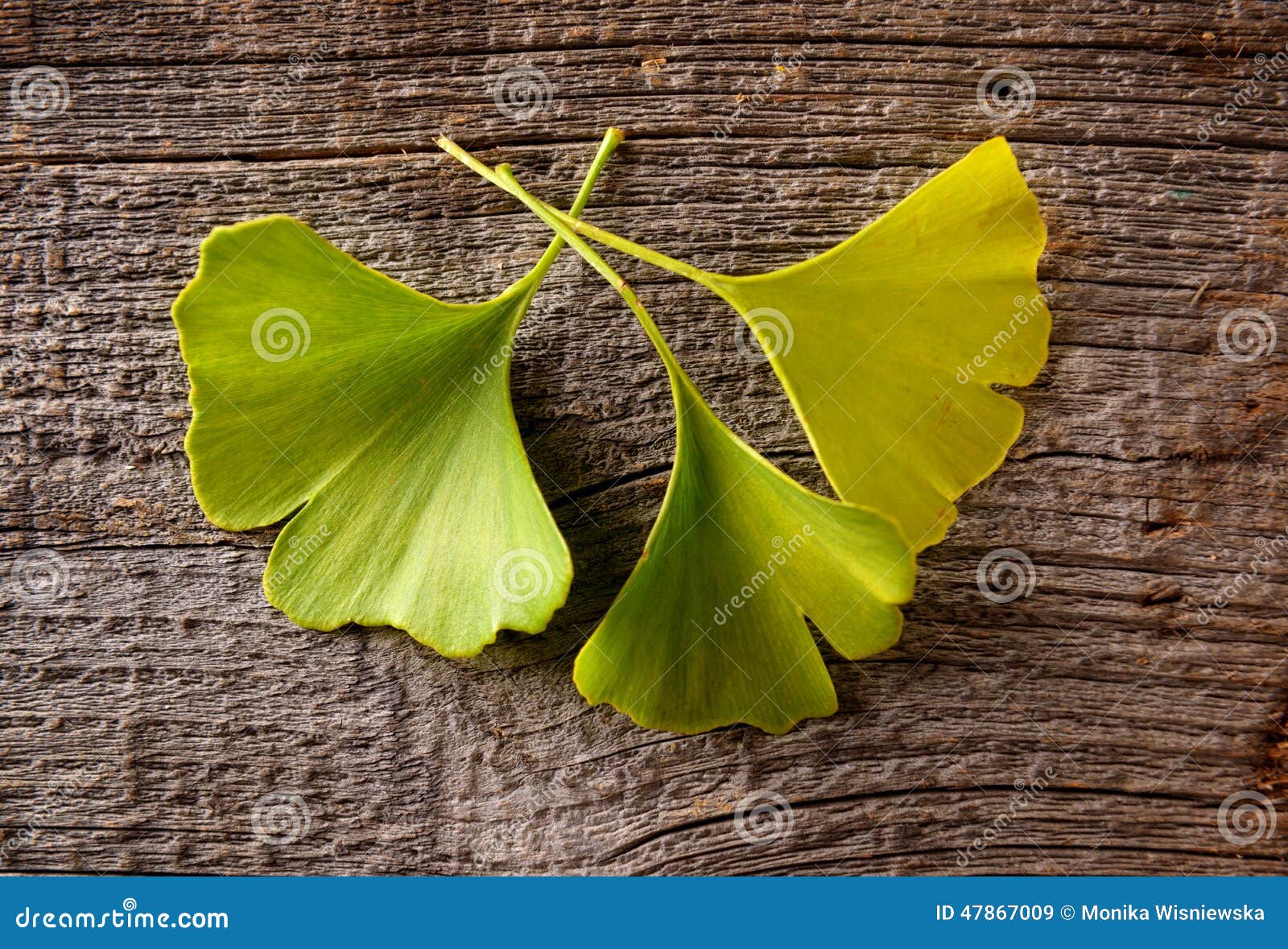 Gingko biloba stock image. Image of closeup, medicinal - 47867009