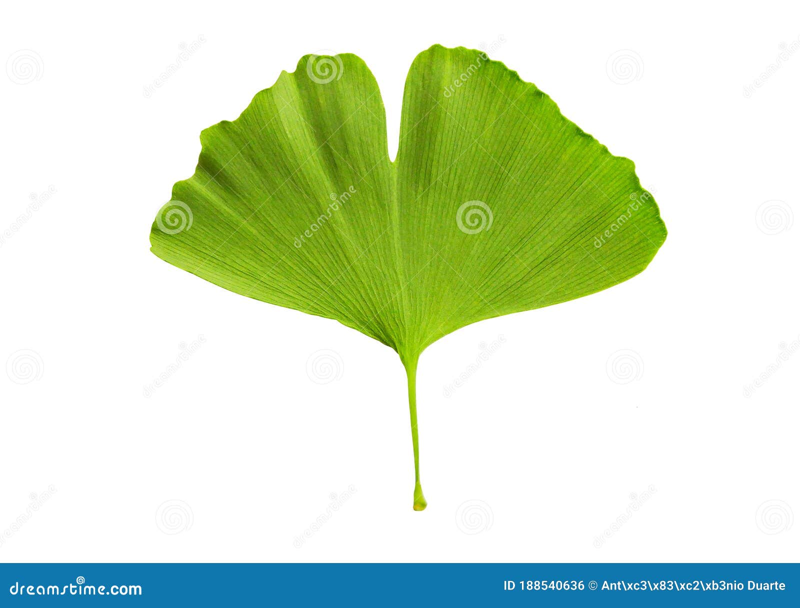 Gingko Biloba Leaf Isolated Stock Photo - Image of potential, biloba ...