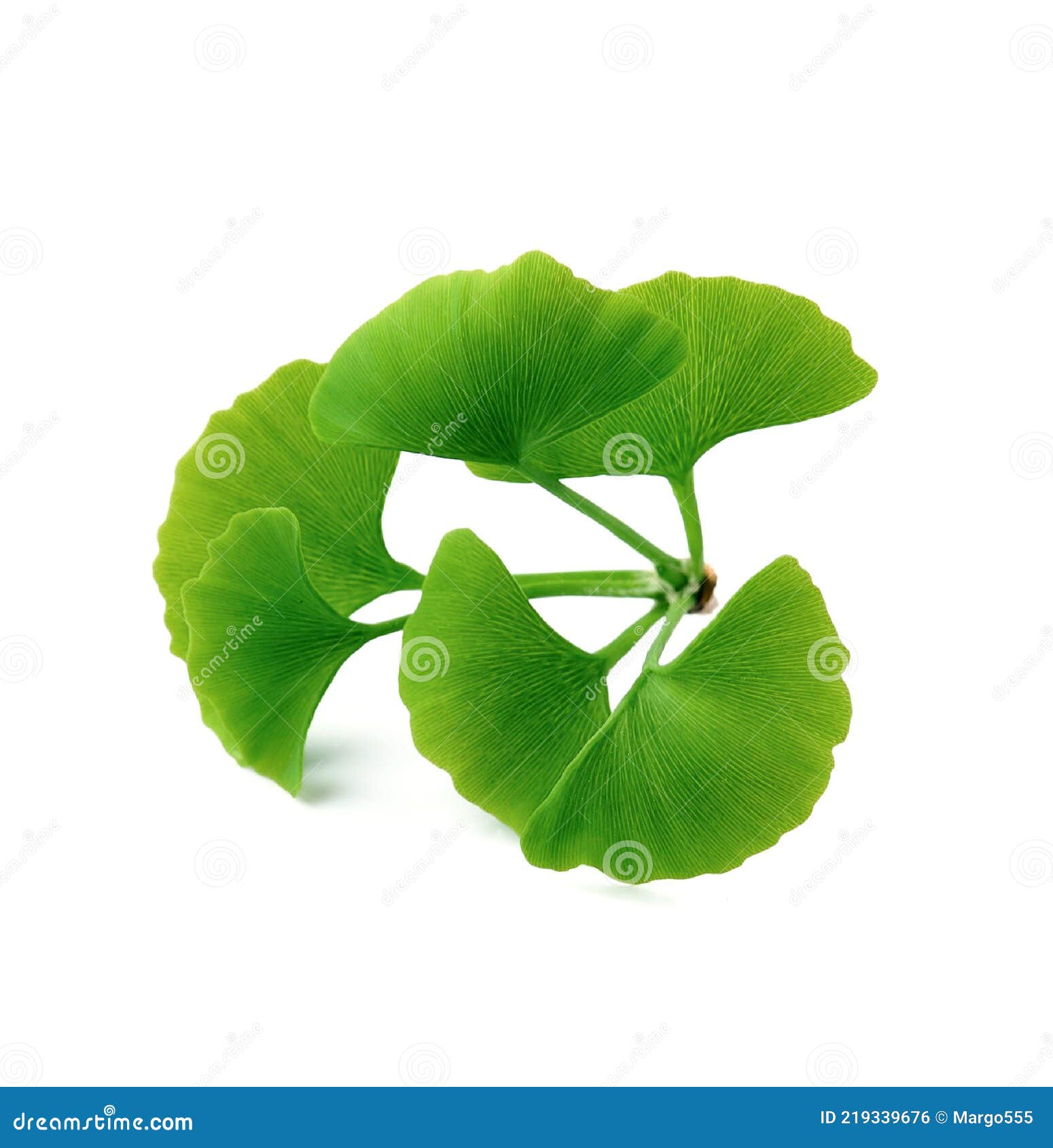 Gingko biloba leaves stock photo. Image of beauty, medicine - 219339676