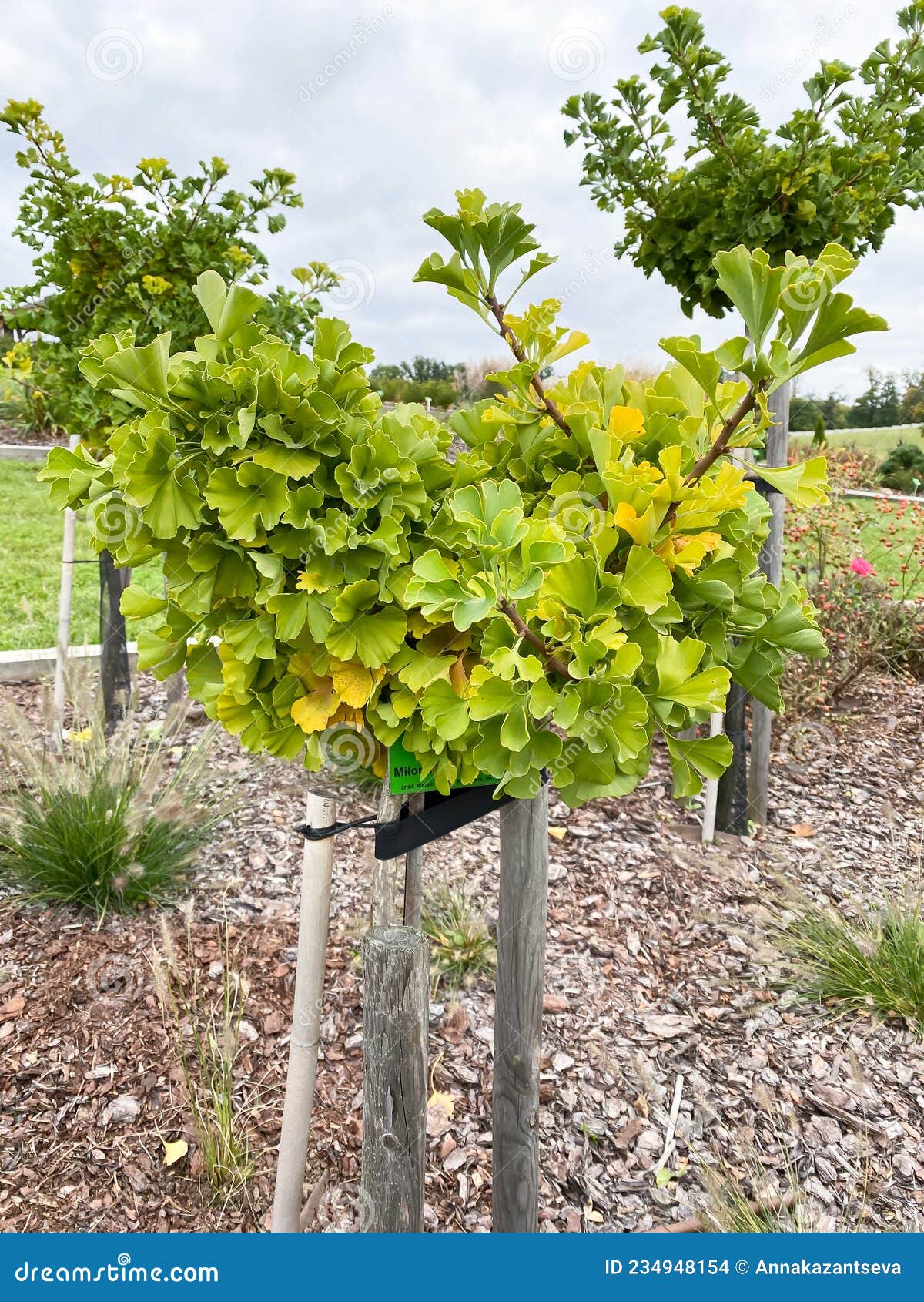 Gingko biloba `Lila` tree stock photo. Image of leaf - 234948154