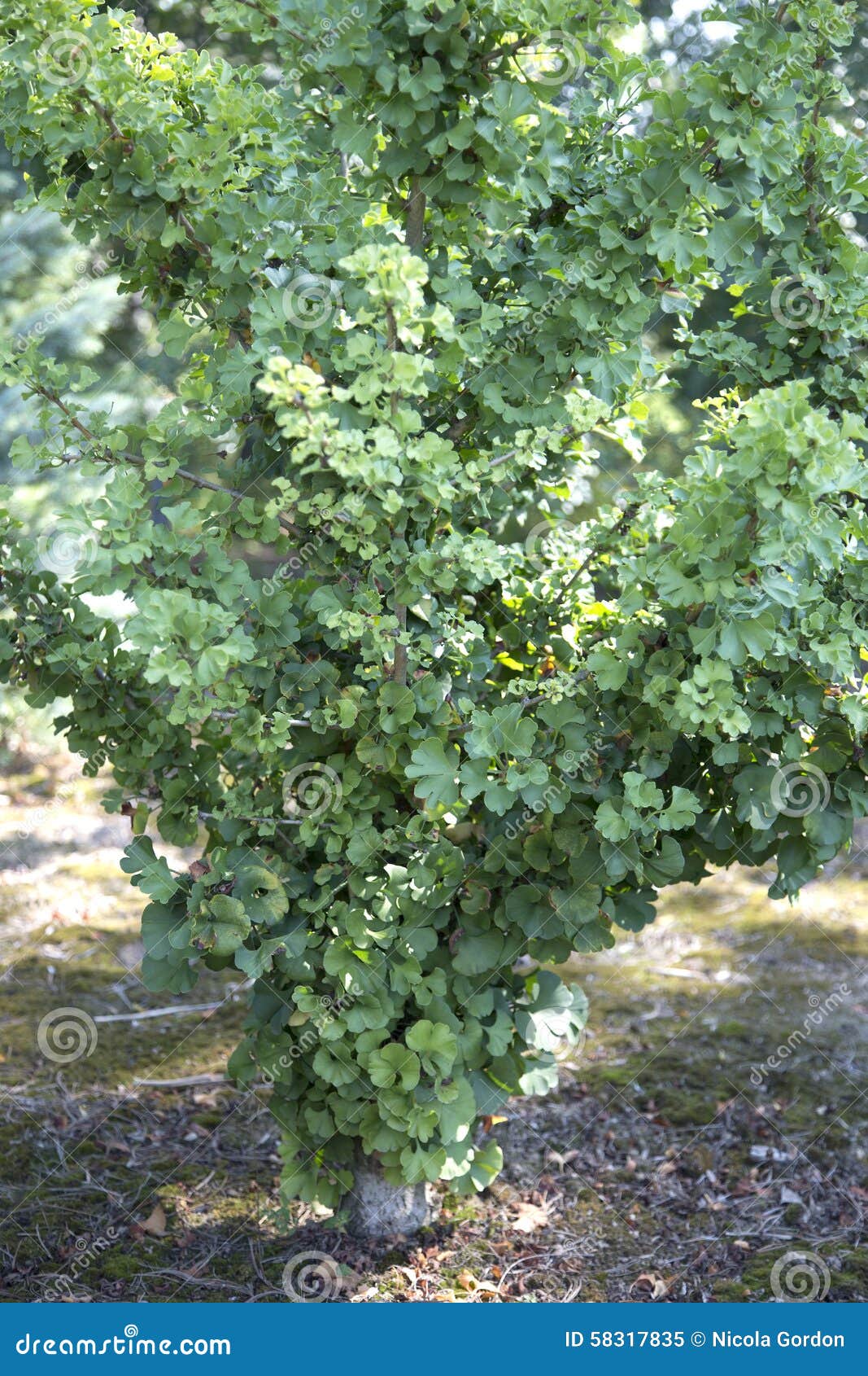 Gingko Biloba - Spring Grove Stock Image - Image of leafy, shrub: 58317835