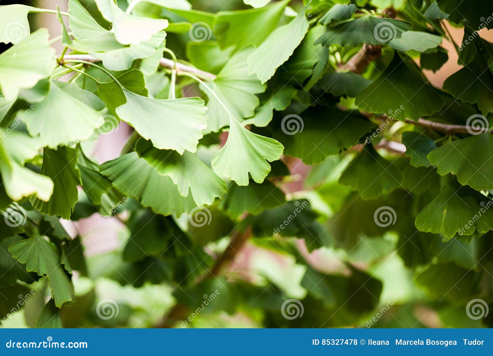Gingko Biloba - Tree, Leaves and Details Stock Photo - Image of biloba ...