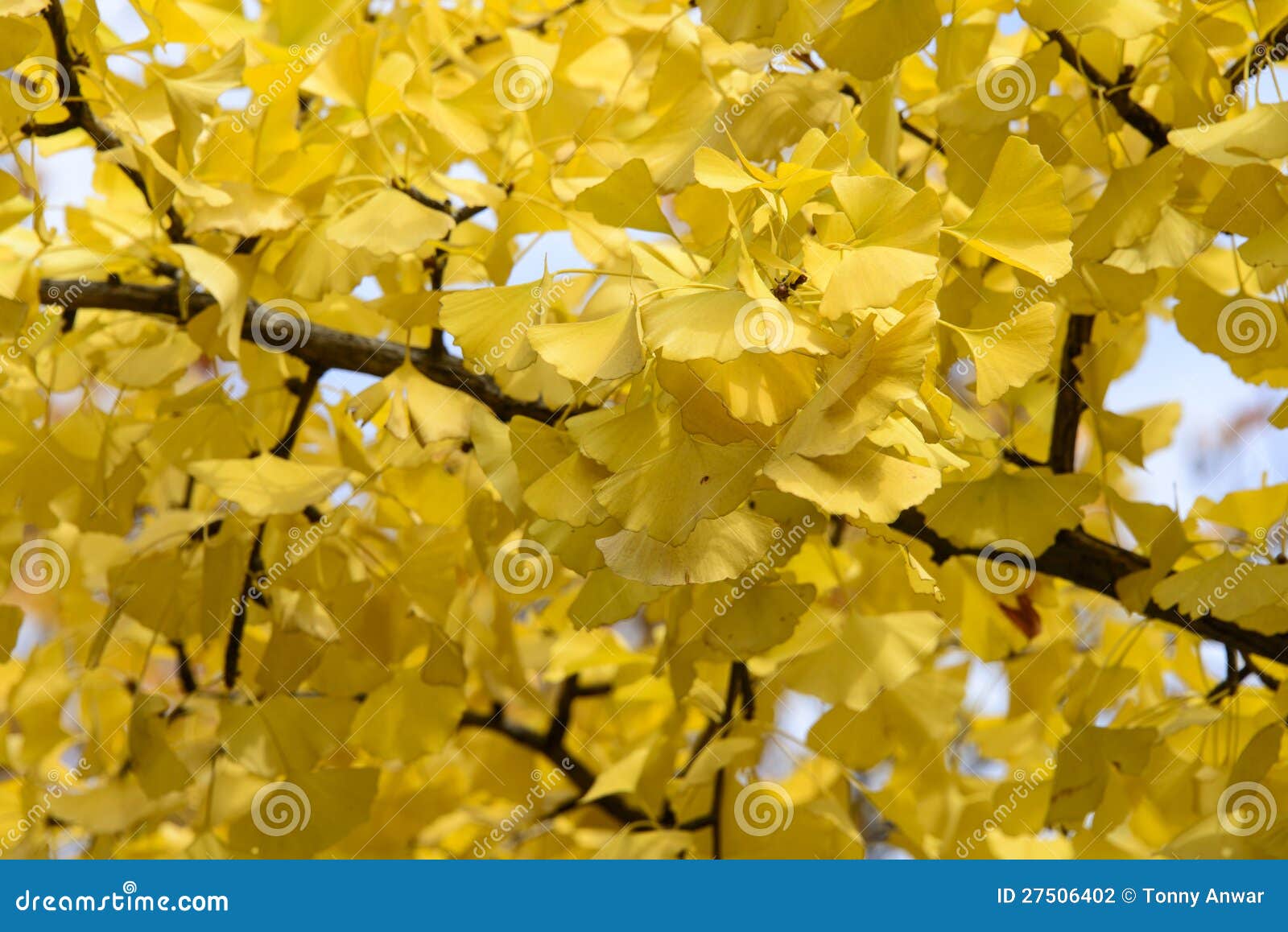 Gingko Leaves stock photo. Image of yellow, gingko, autumn - 27506402