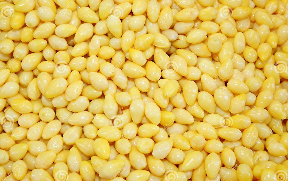 Gingko Nuts (Ginkgo Biloba) Stock Photo - Image of close, ginco: 25545092