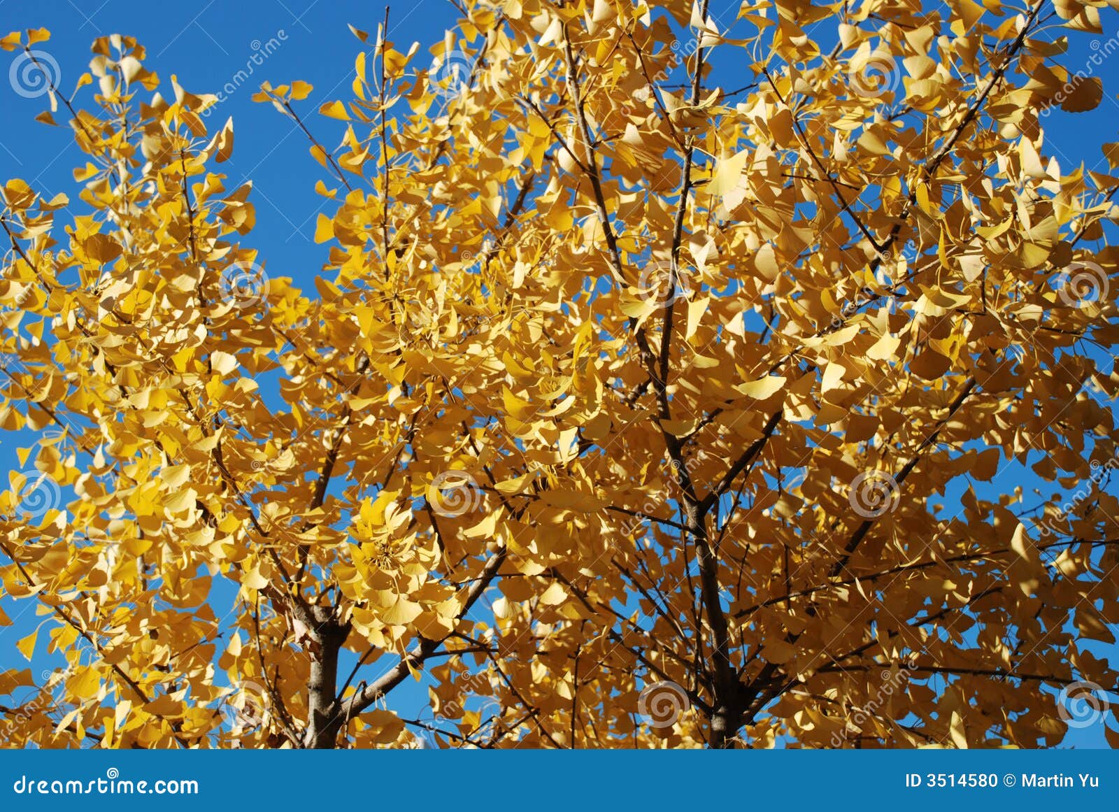 Gingko tree stock photo. Image of fall, tree, yellow, autumn - 3514580