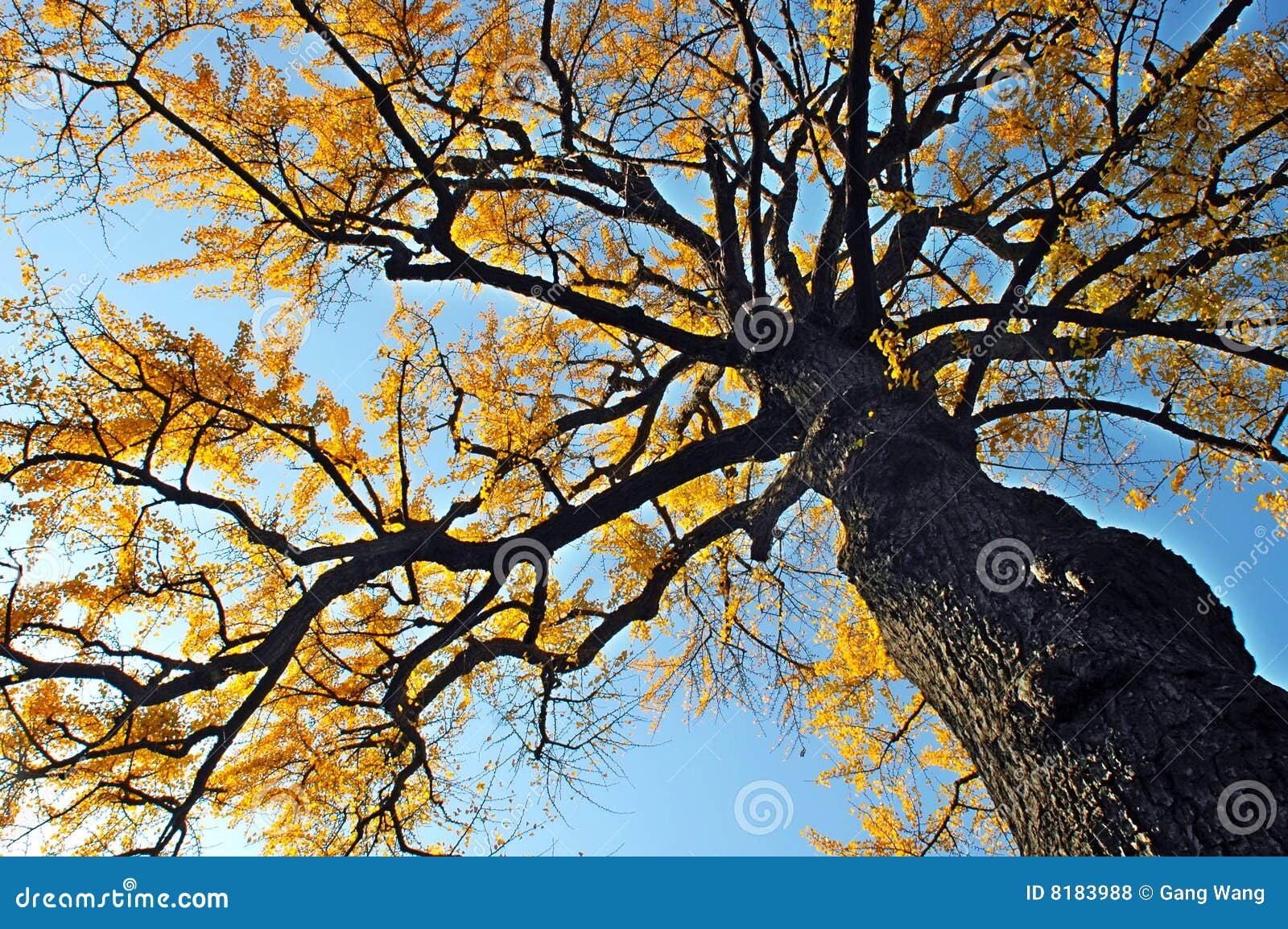 Tree in Yu Yuan Gardens stock photo. Image of trunk, yellow - 8183988