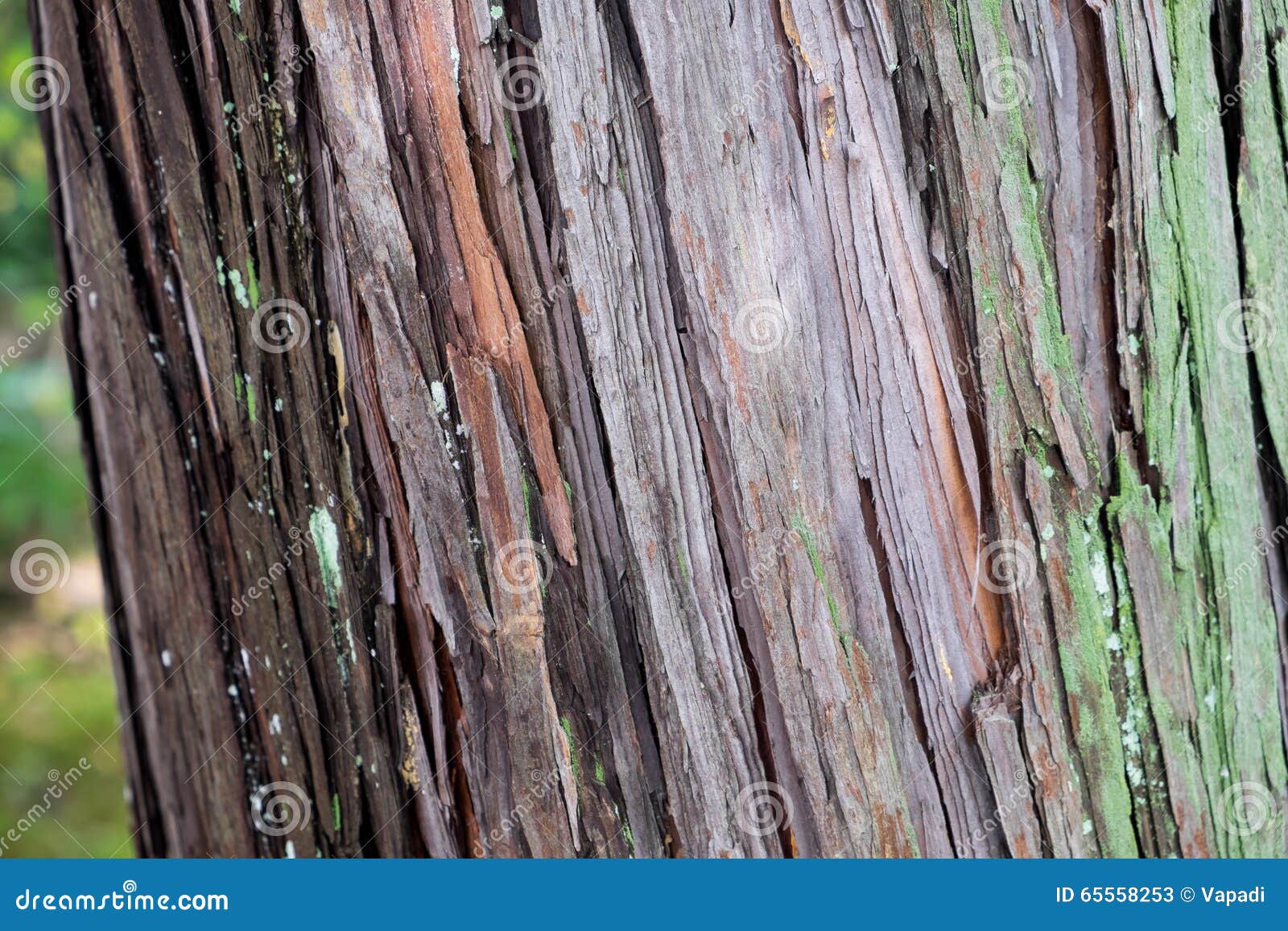 Gingko tree bark stock image. Image of orange, pattern - 65558253