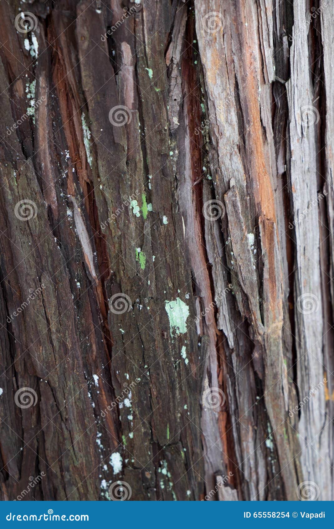 Gingko tree bark stock photo. Image of surface, tree - 65558254