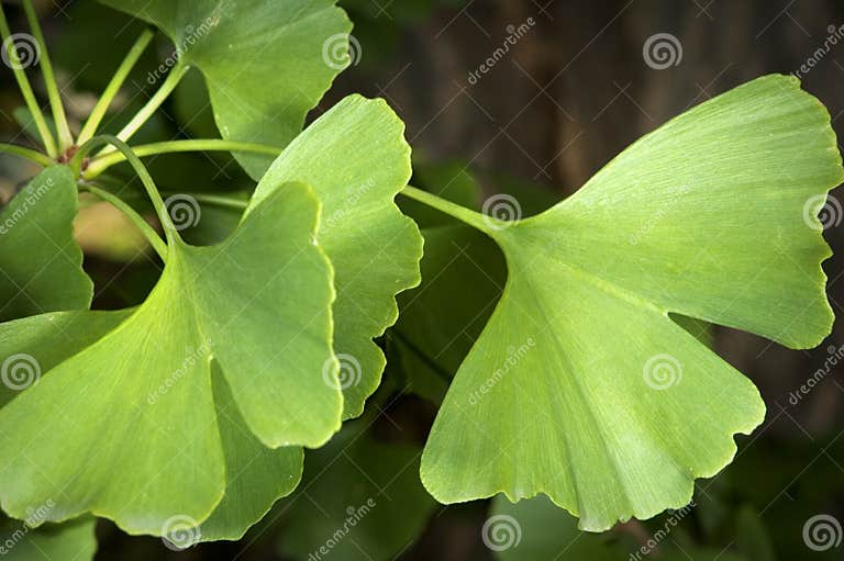 Ginkgo stock image. Image of ginko, ginkgo, close, detail - 1359489