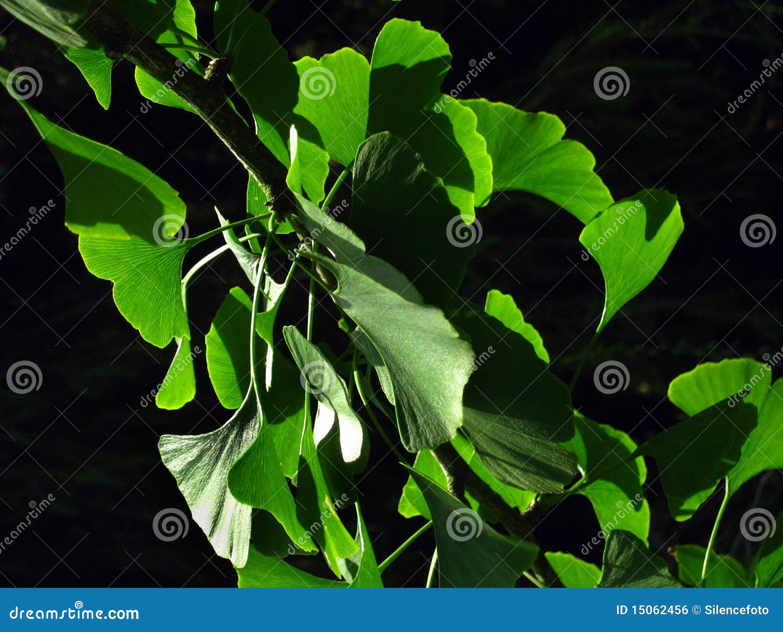 Ginkgo photo stock. Image of arbre, lames, ginkgo, durée - 15062456