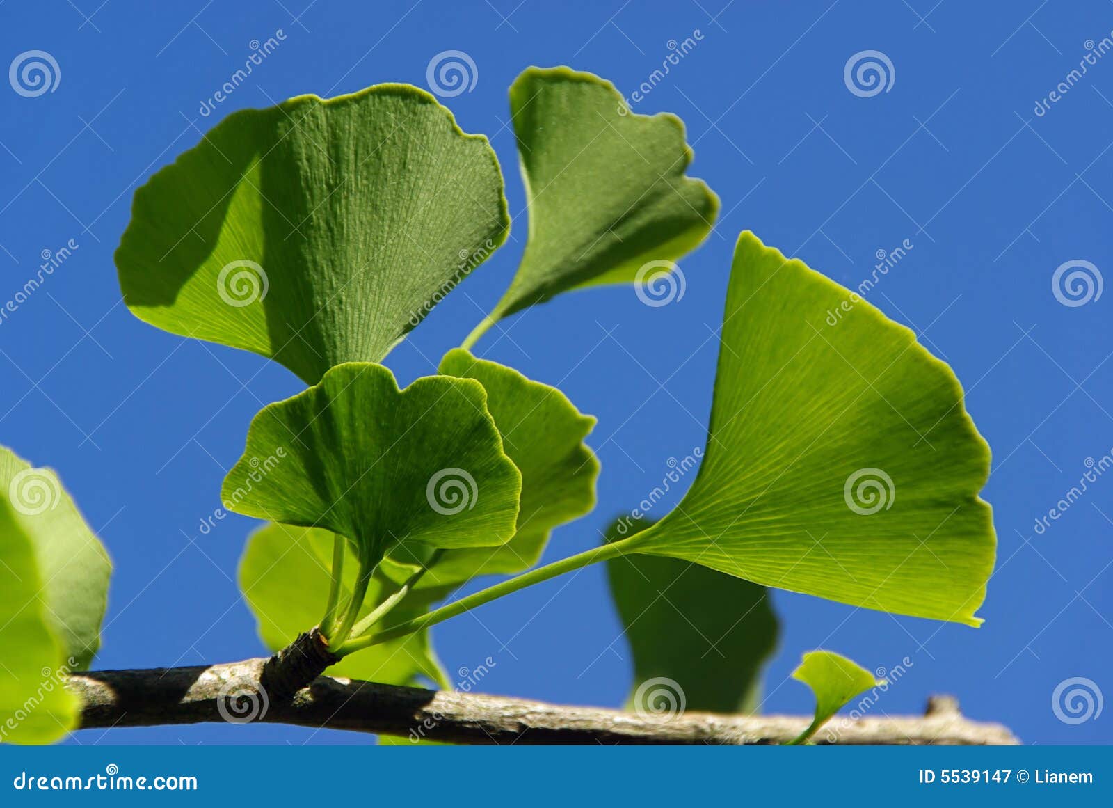 Ginkgo stock image. Image of ginkgo, branch, tree, medicinal - 5539147