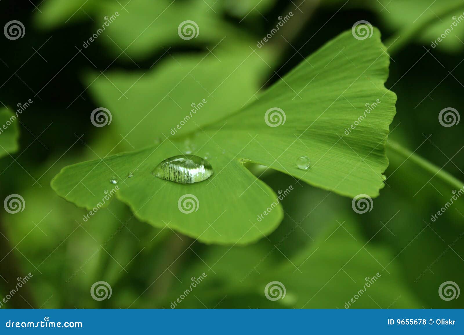 Ginkgo stock photo. Image of ginko, green, life, drip - 9655678