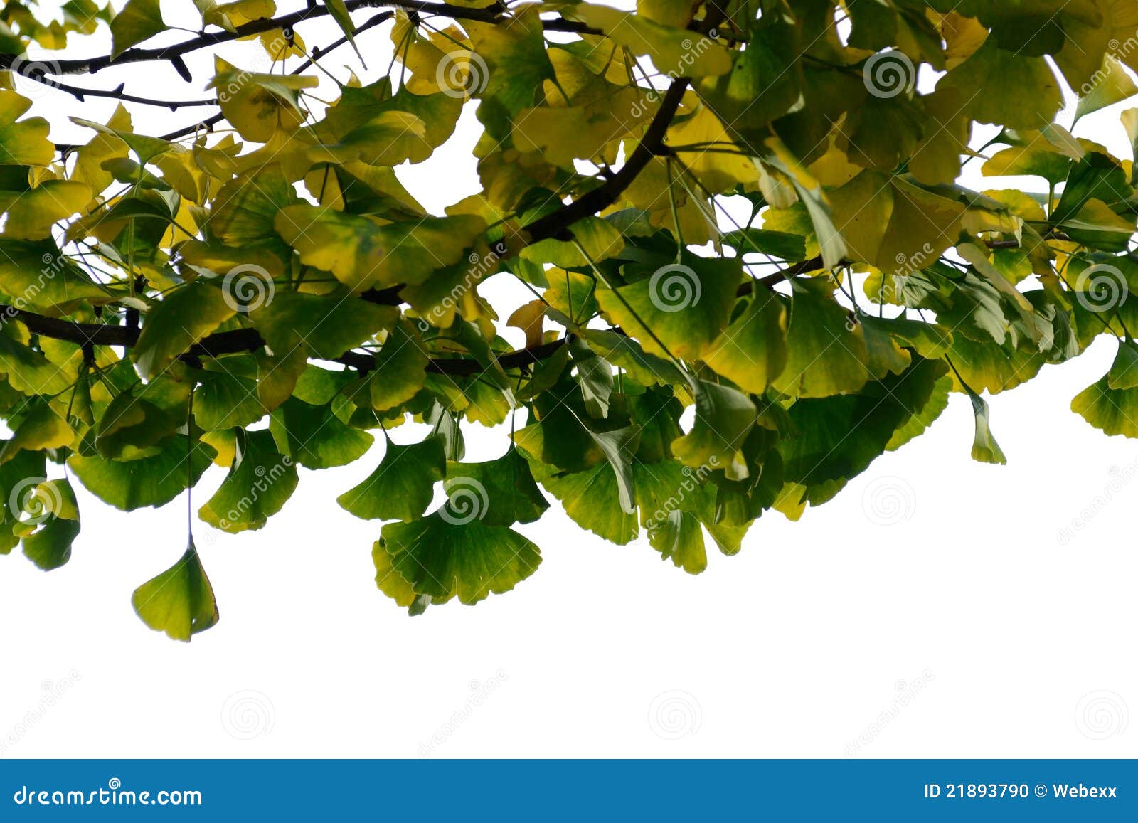Ginkgo biloba stock photo. Image of coniferous, ginkgoales - 21893790