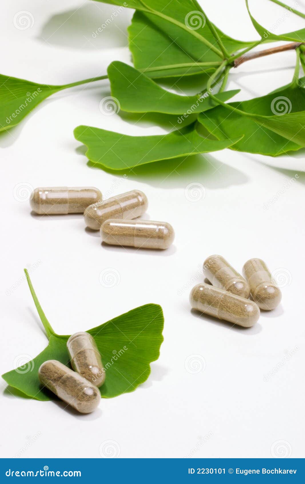 Ginkgo Biloba stock image. Image of medication, brain - 2230101