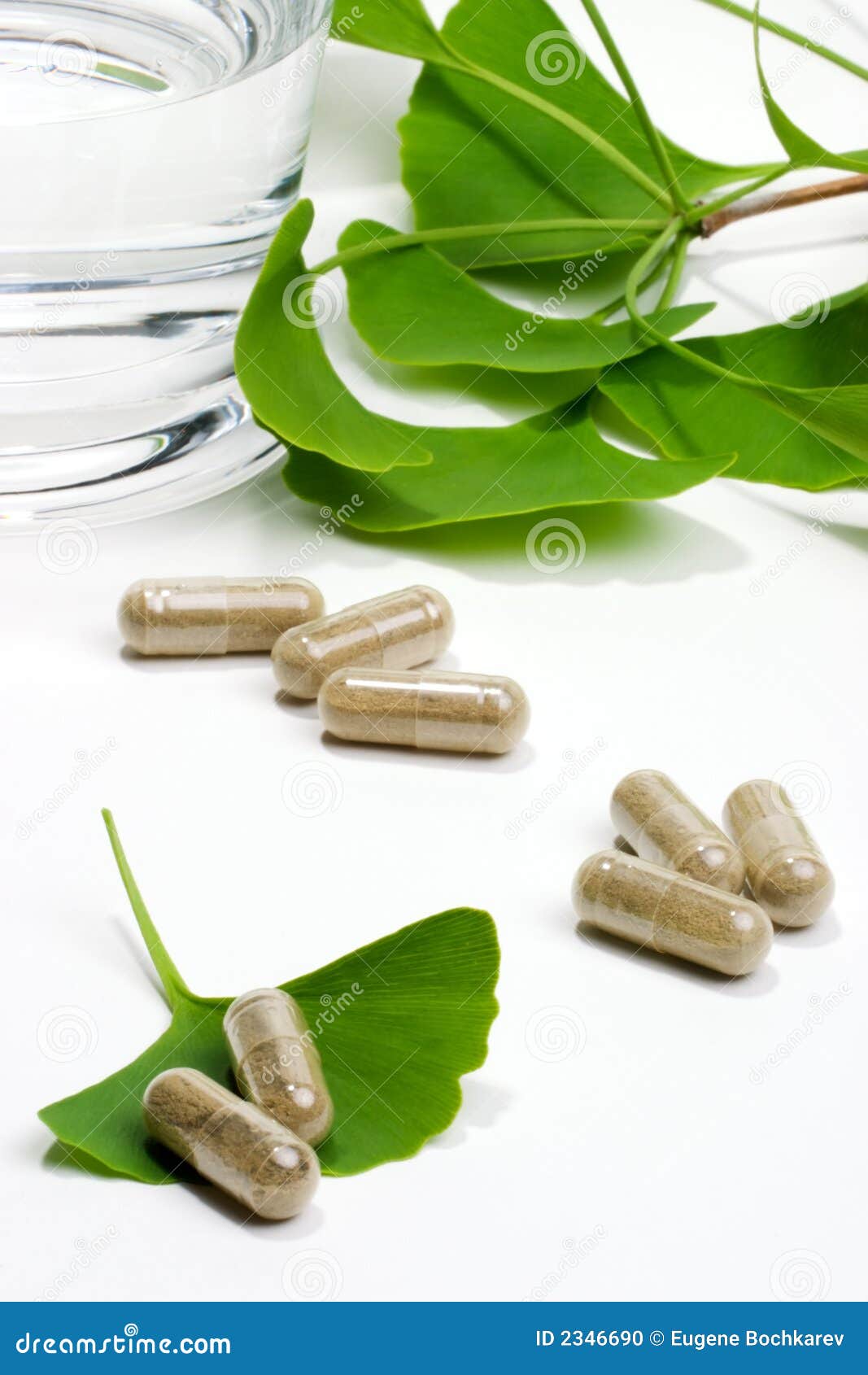 Ginkgo Biloba stock photo. Image of health, healthy, immune - 2346690