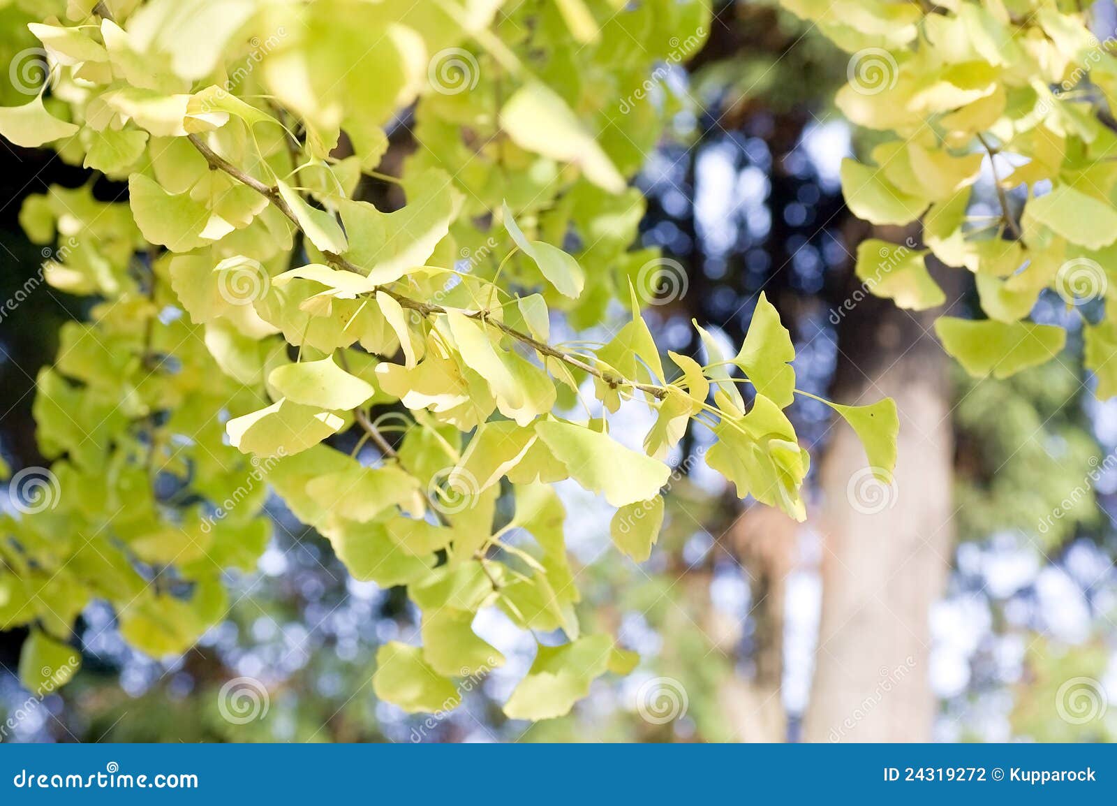 Ginkgo Biloba stock photo. Image of color, trees, clean - 24319272