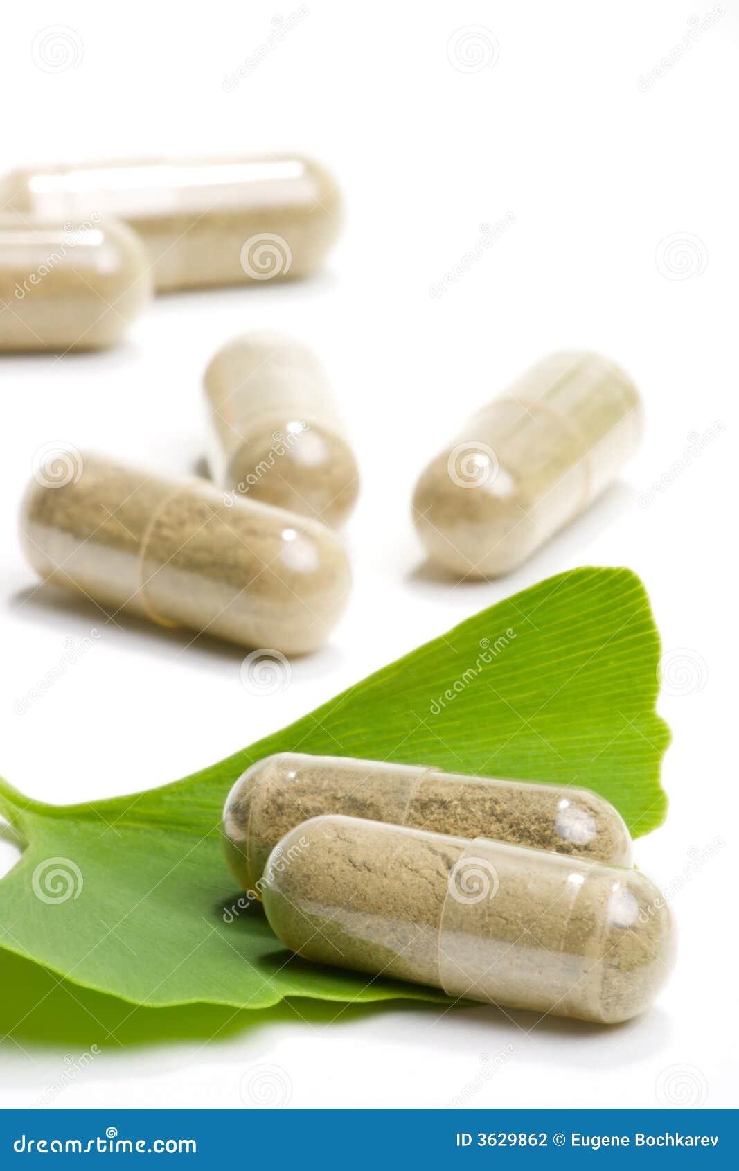 Ginkgo Biloba stock photo. Image of regimen, medicare - 3629862