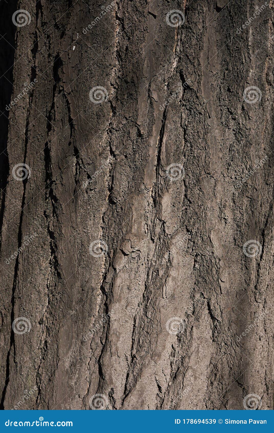 Ginkgo Biloba Bark Close Up Stock Image - Image of botanical, deciduous ...