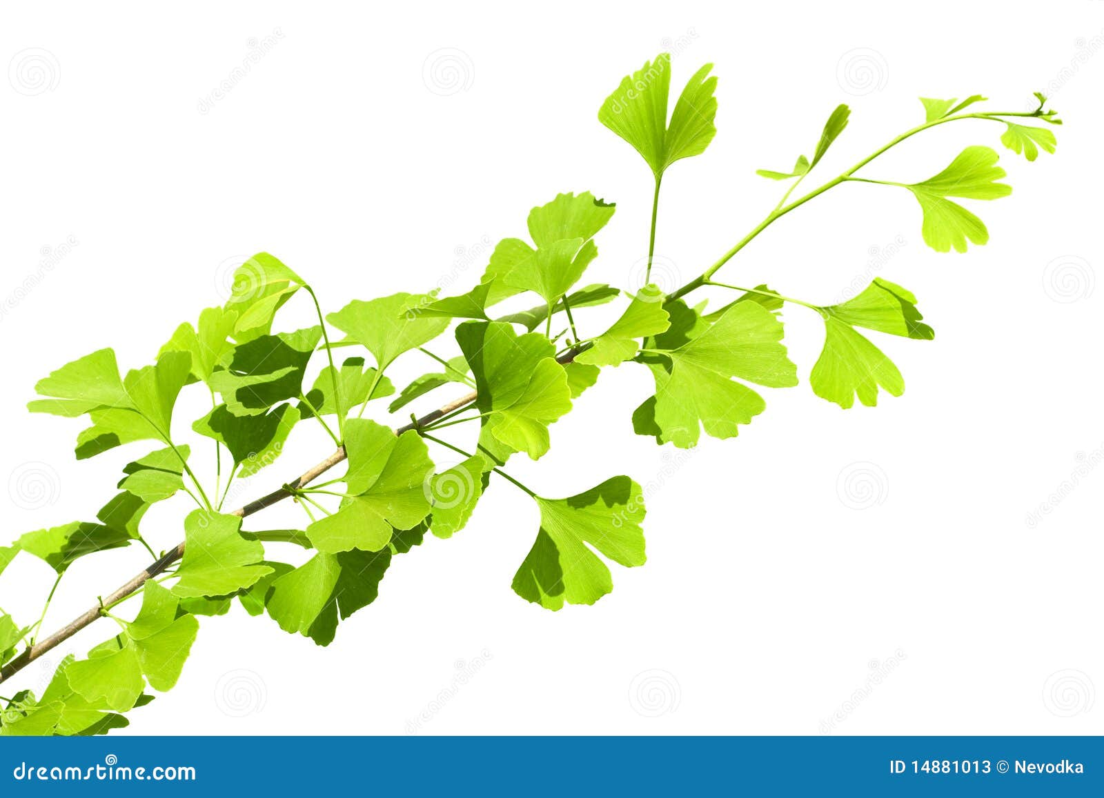 Ginkgo biloba branch stock image. Image of maidenhair - 14881013