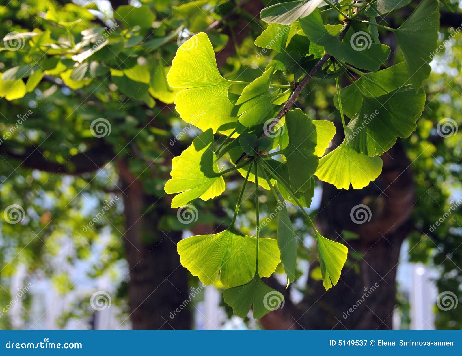 Ginkgo Biloba branch stock image. Image of herb, health - 5149537