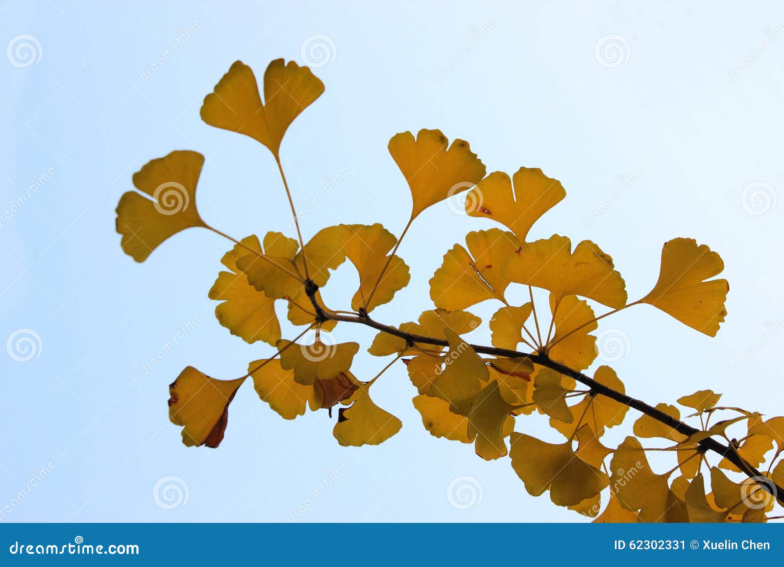 Ginkgo biloba stock image. Image of sector, cluster, autumn - 62302331