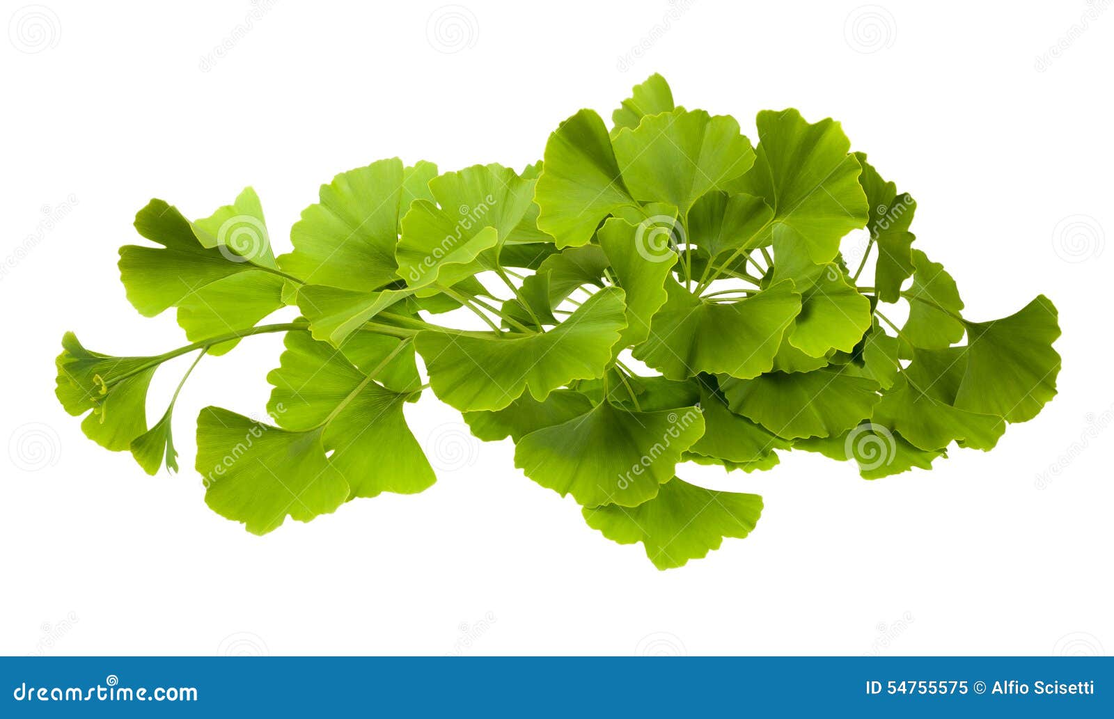 Ginkgo biloba stock image. Image of natural, leaves, medicine - 54755575