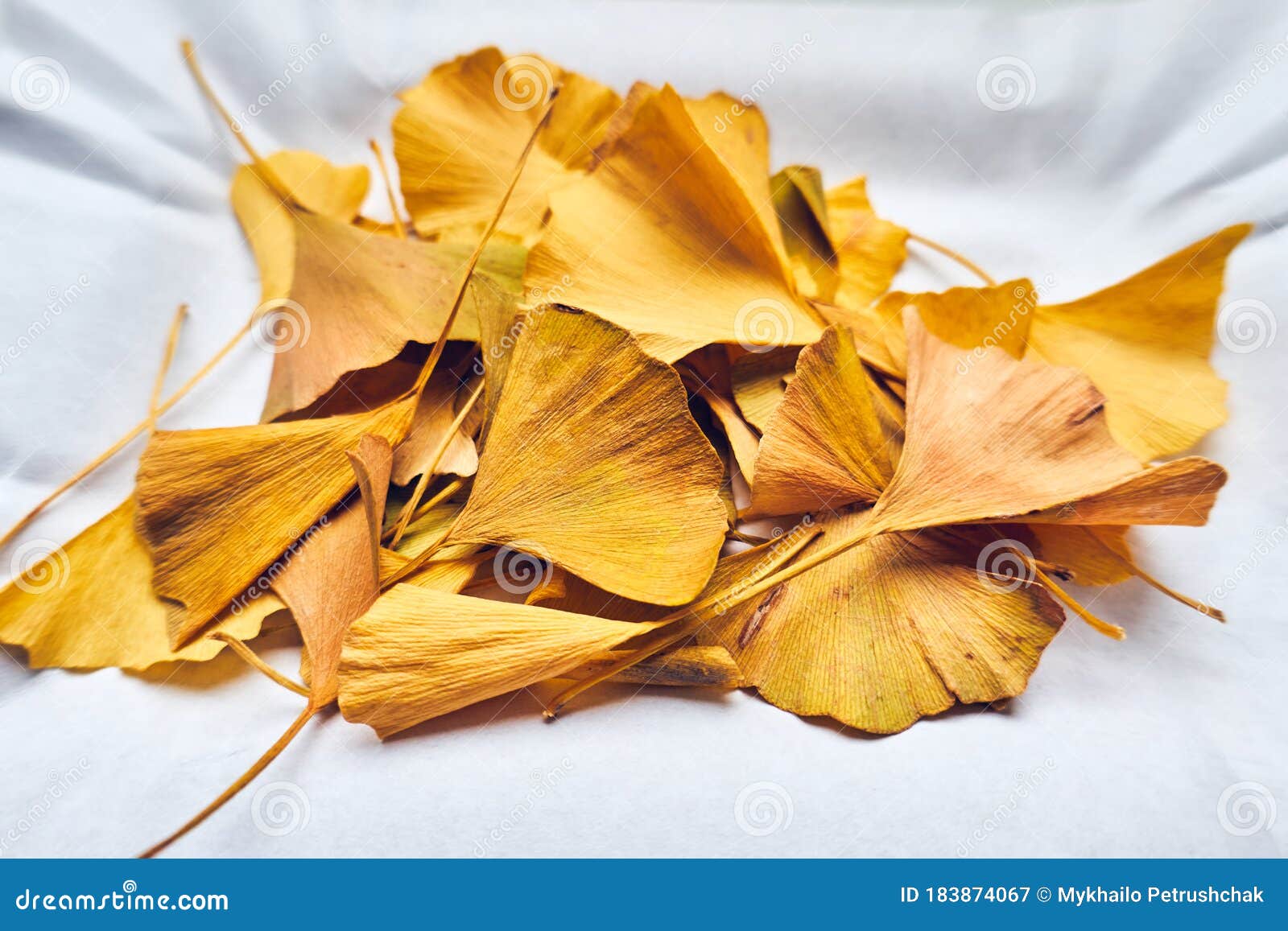 Ginkgo biloba dry leaves stock image. Image of abstract - 183874067