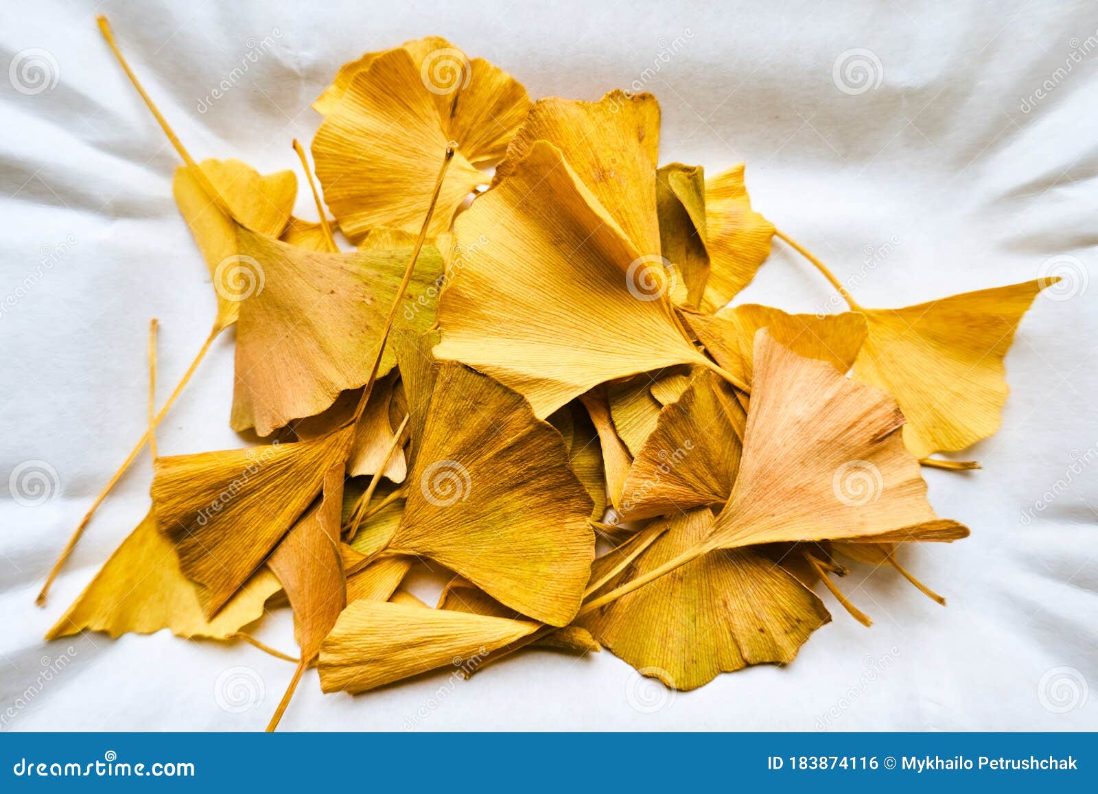 Ginkgo biloba dry leaves stock photo. Image of naturopathy - 183874116