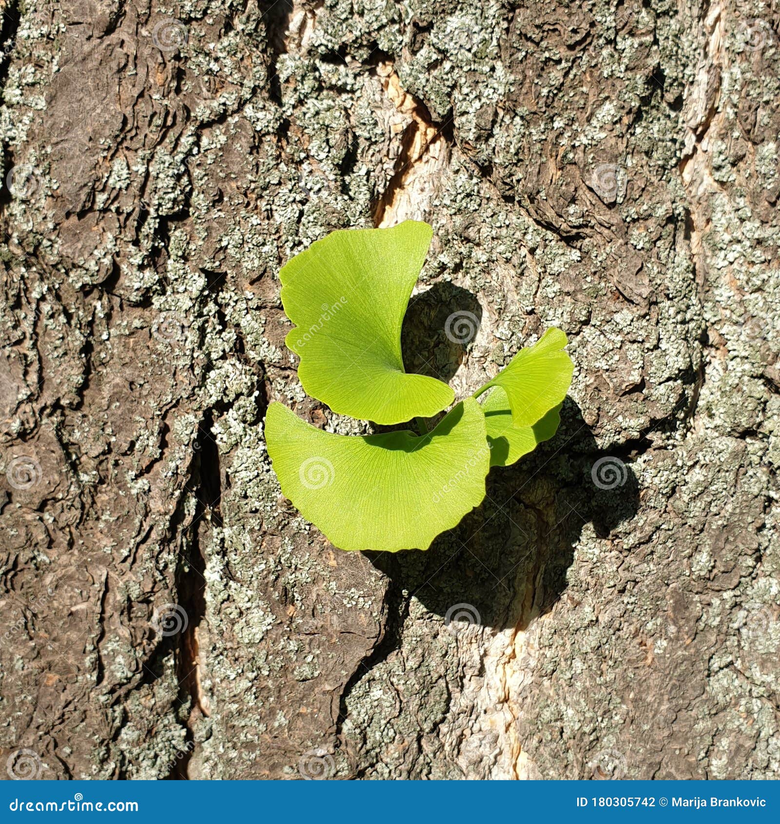 Ginkgo Biloba the First Spring Leaves on the Tree Bark Stock Photo ...