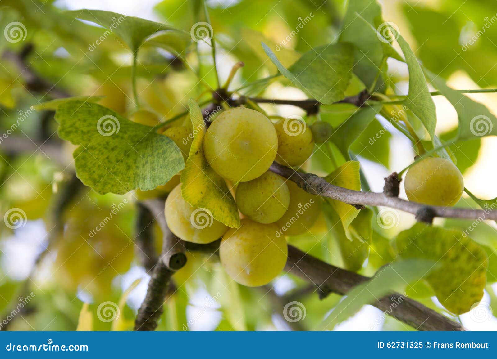 Ginkgo biloba fruit stock image. Image of biloba, symbol - 62731325