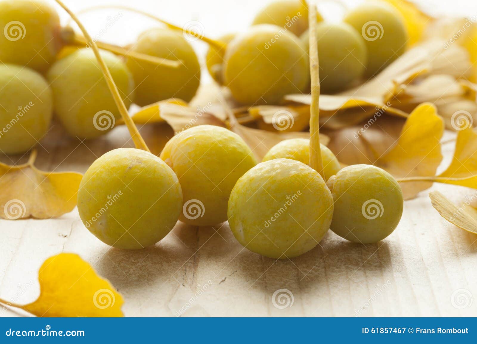 Ginkgo biloba fruit stock image. Image of organic, yellow - 61857467