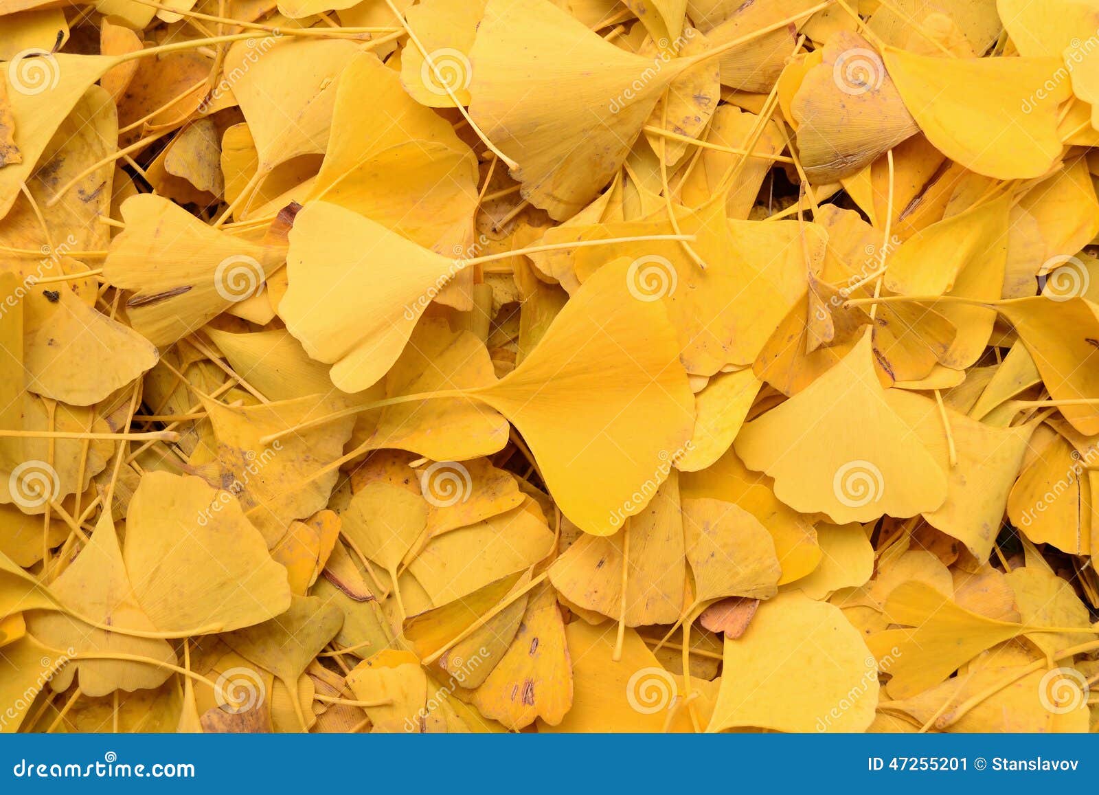 Ginkgo biloba stock image. Image of backgrounds, background - 47255201