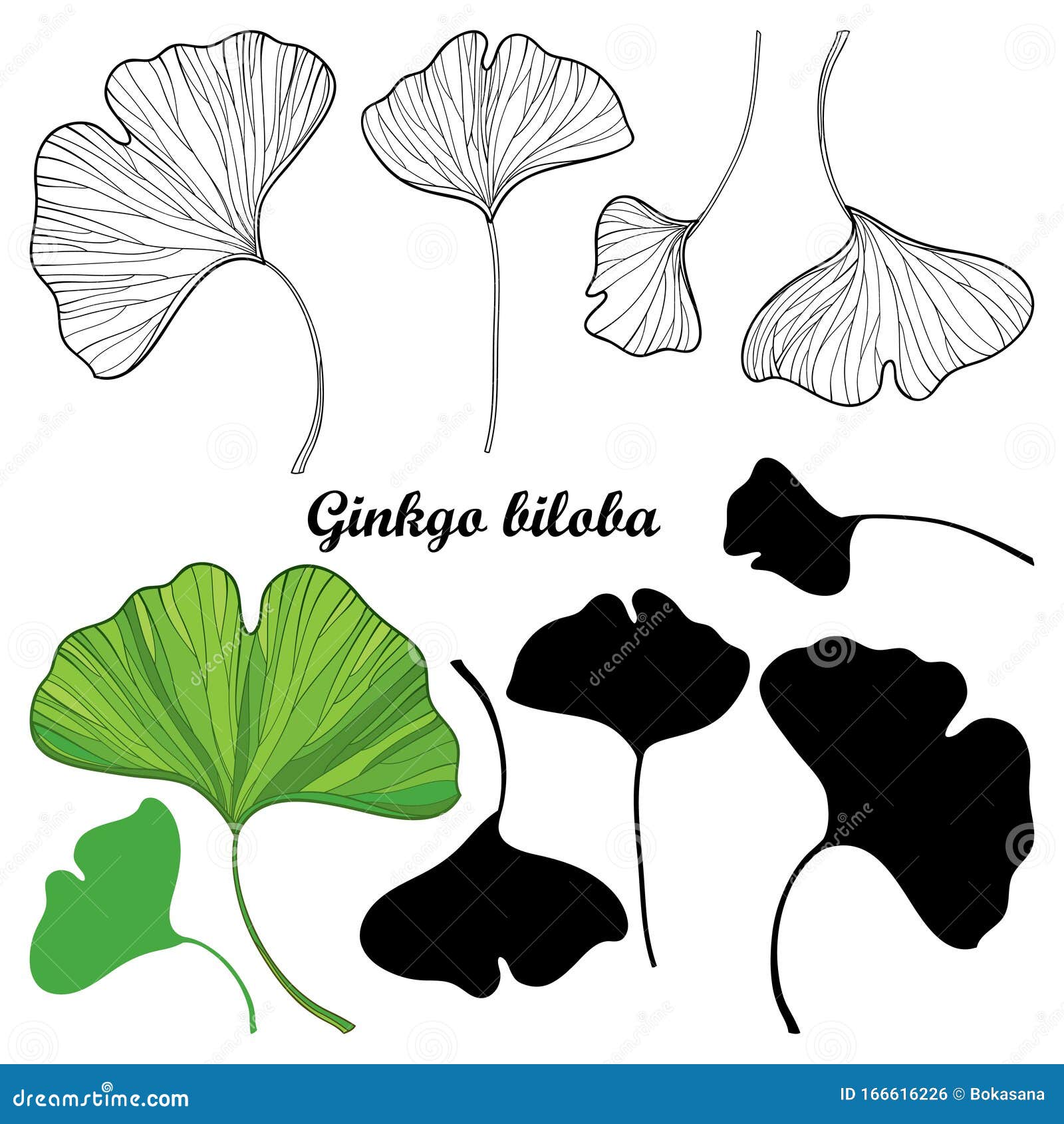 Vector Set of Outline Gingko or Ginkgo Biloba Leaves in Black and Green ...