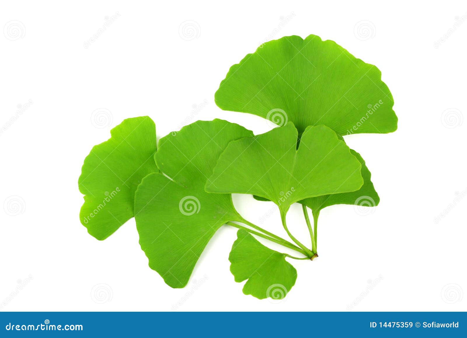 Ginkgo biloba leaf stock image. Image of young, concentration - 14475359