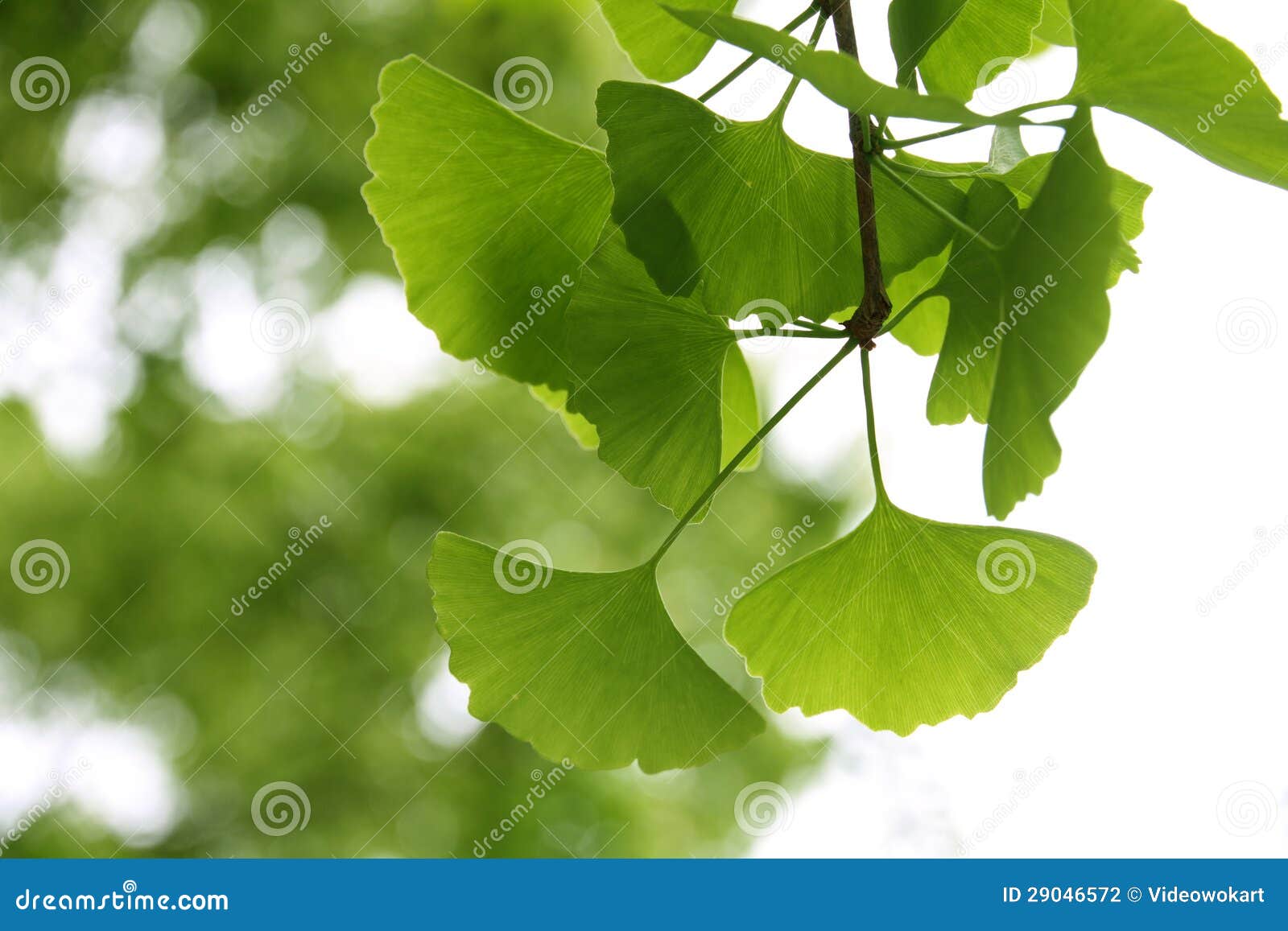 Ginkgo Biloba leaf stock photo. Image of plant, light - 29046572