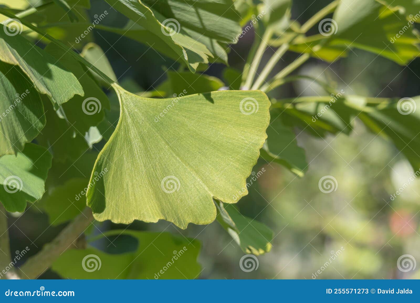 Ginkgo Biloba Leaf Close Up with Sunlight Stock Image - Image of ...