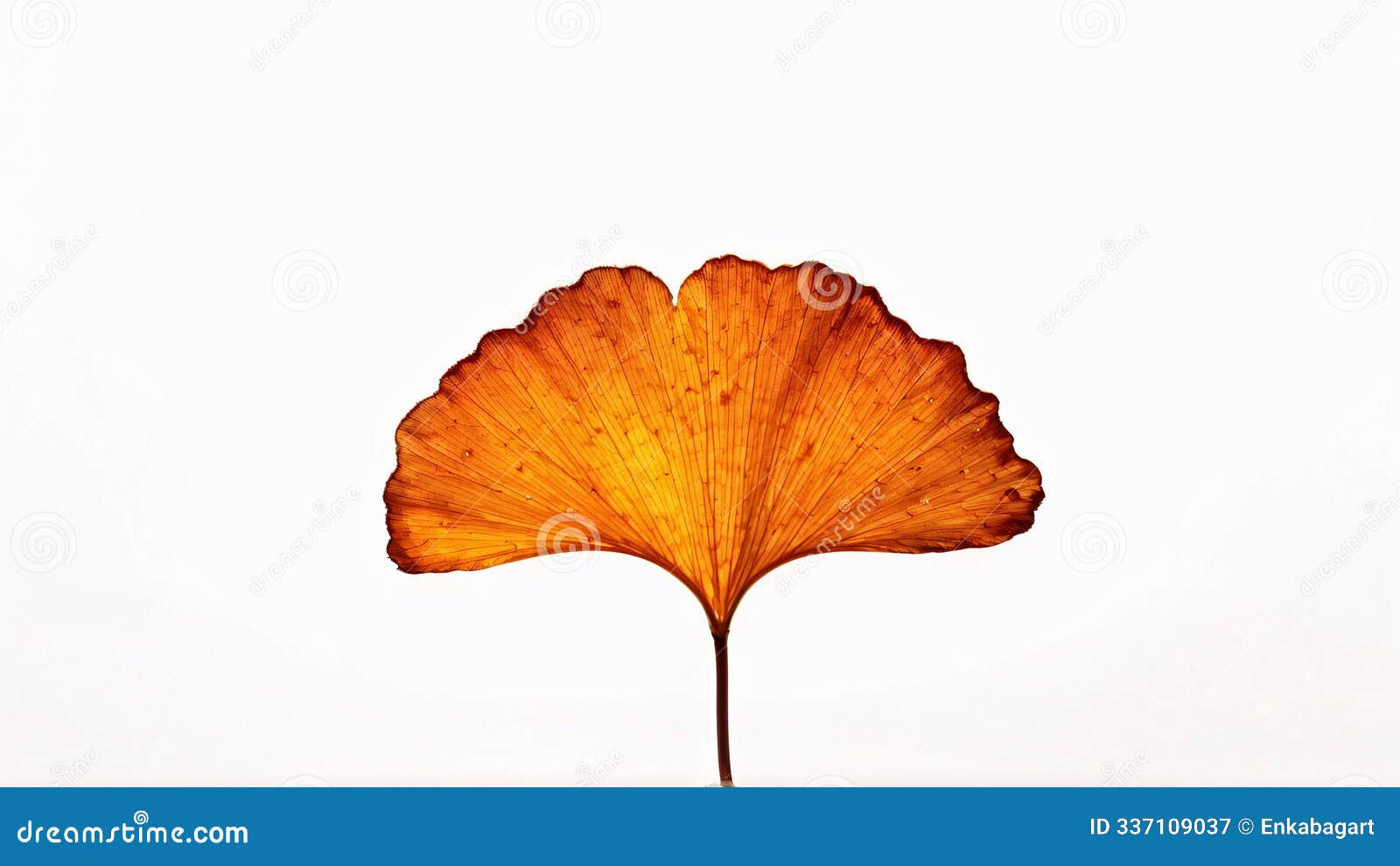 Ginkgo Biloba Leaf Isolated on White Background Stock Illustration ...