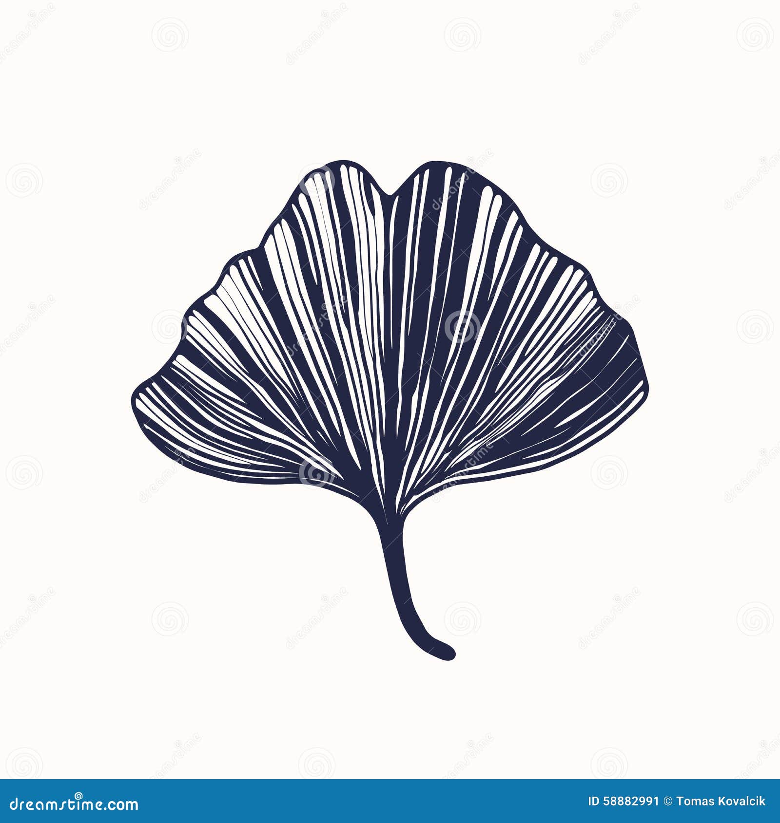 Ginkgo Biloba Leaf Stock Vector Image 58882991