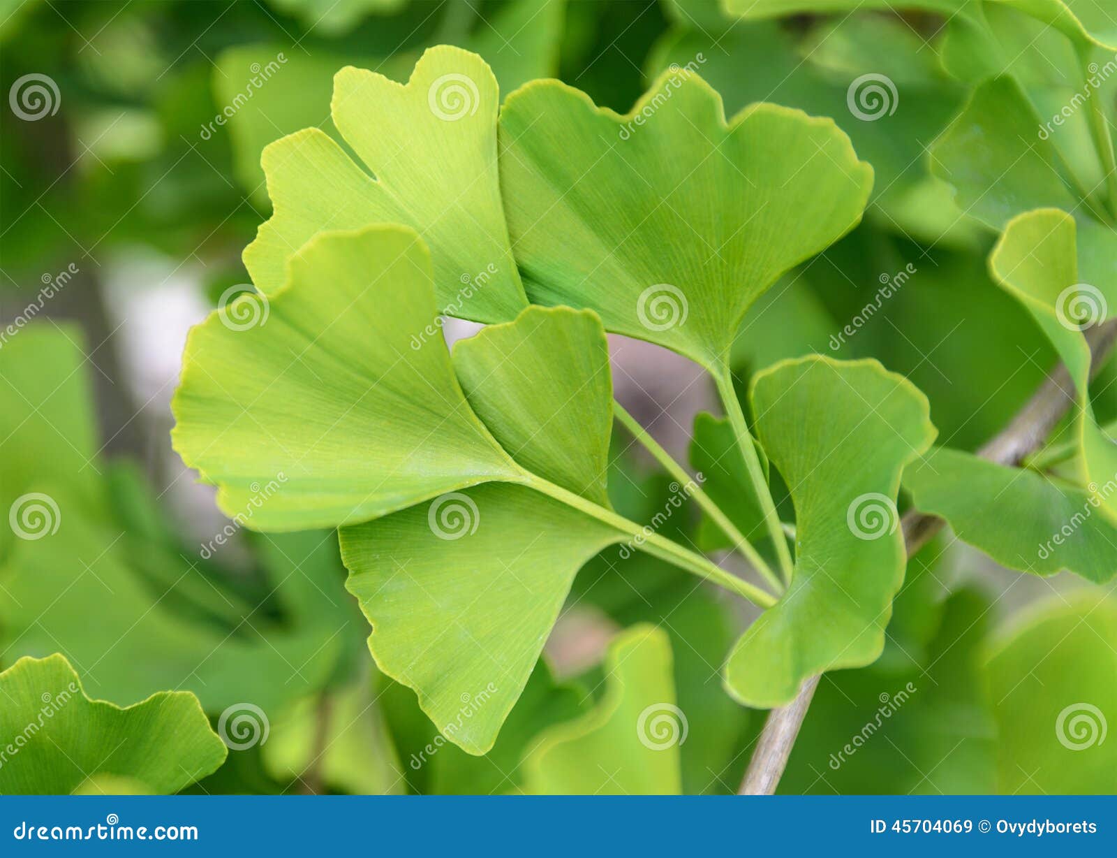 Ginkgo biloba leaves stock image. Image of tree, leaves - 45704069