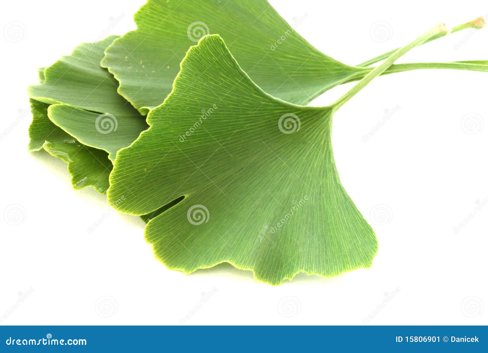 Ginkgo Biloba Leaves on White Background Stock Image - Image of closeup ...