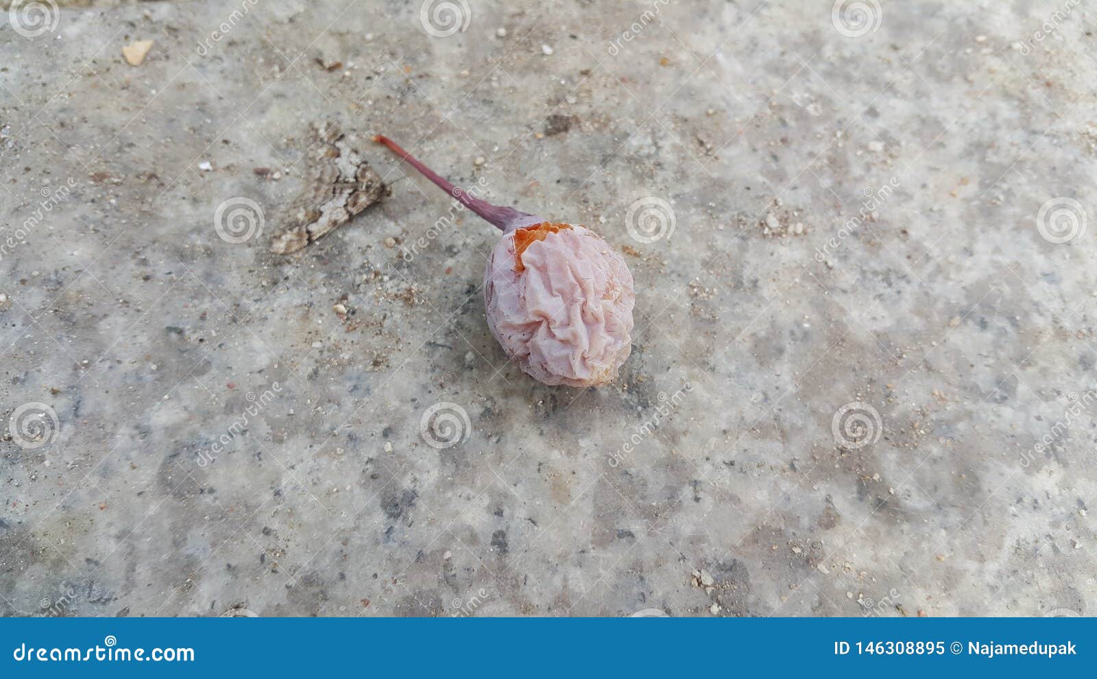 Ginkgo Biloba Nut or Fruit on Paved Grey Color Floor Stock Image ...