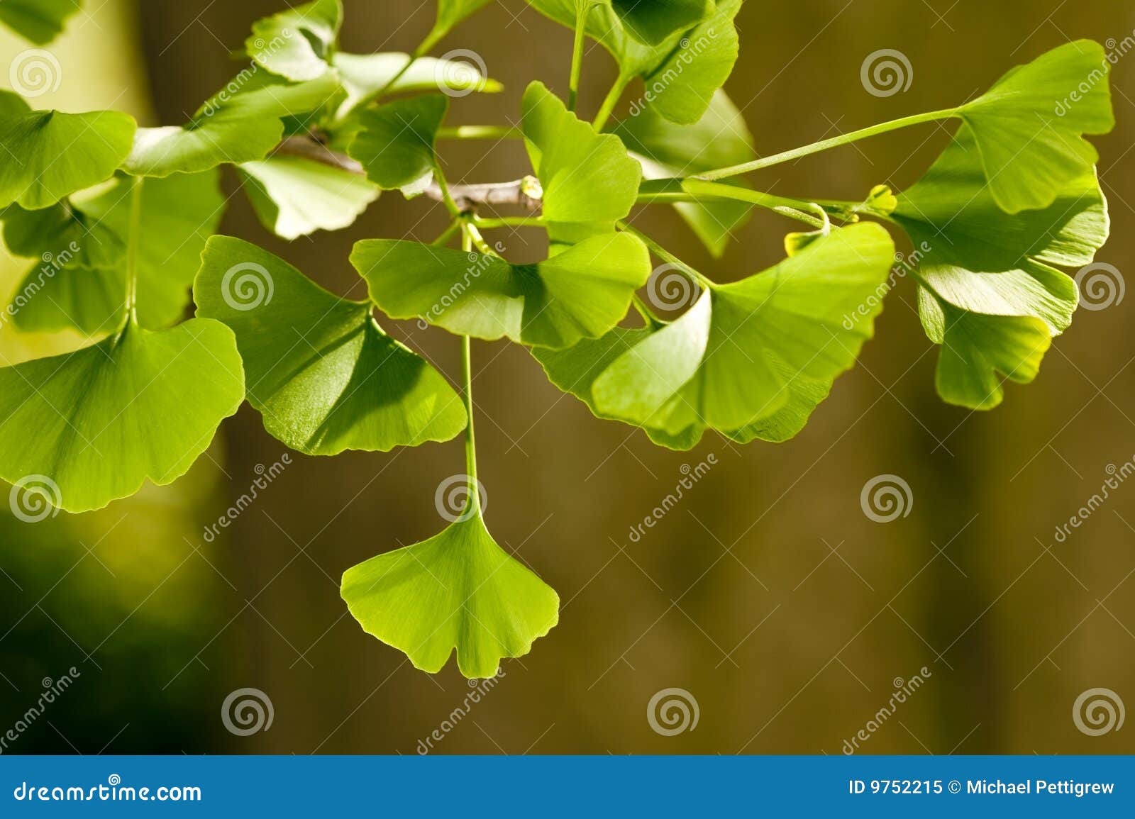 Ginkgo Biloba tree stock image. Image of close, ginkgo - 9752215