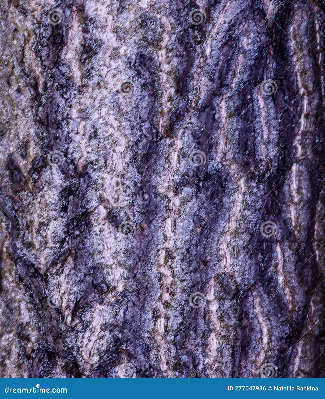 Ginkgo Biloba Tree Bark. Tree Bark Background Stock Photo - Image of ...