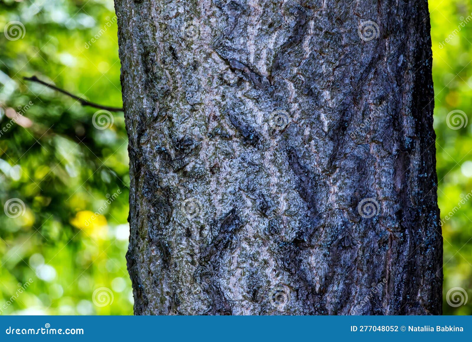 Ginkgo Biloba Tree Bark. Tree Bark Background Stock Photo - Image of ...