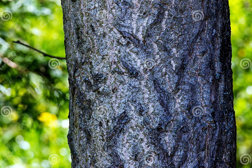 Ginkgo Biloba Tree Bark. Tree Bark Background Stock Photo - Image of ...