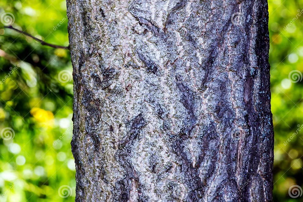 Ginkgo Biloba Tree Bark. Tree Bark Background Stock Image - Image of ...
