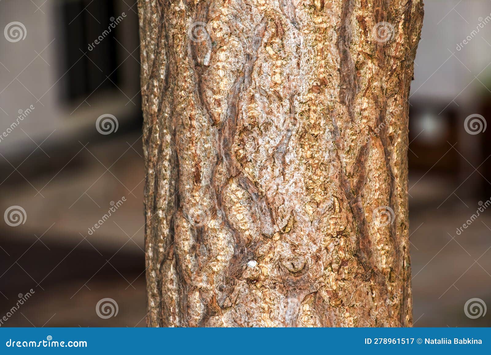 Ginkgo Biloba Tree Bark. Tree Bark Background Stock Image - Image of ...