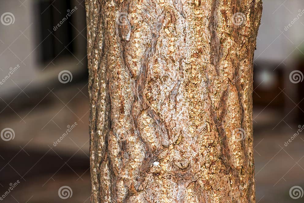 Ginkgo Biloba Tree Bark. Tree Bark Background Stock Image - Image of ...