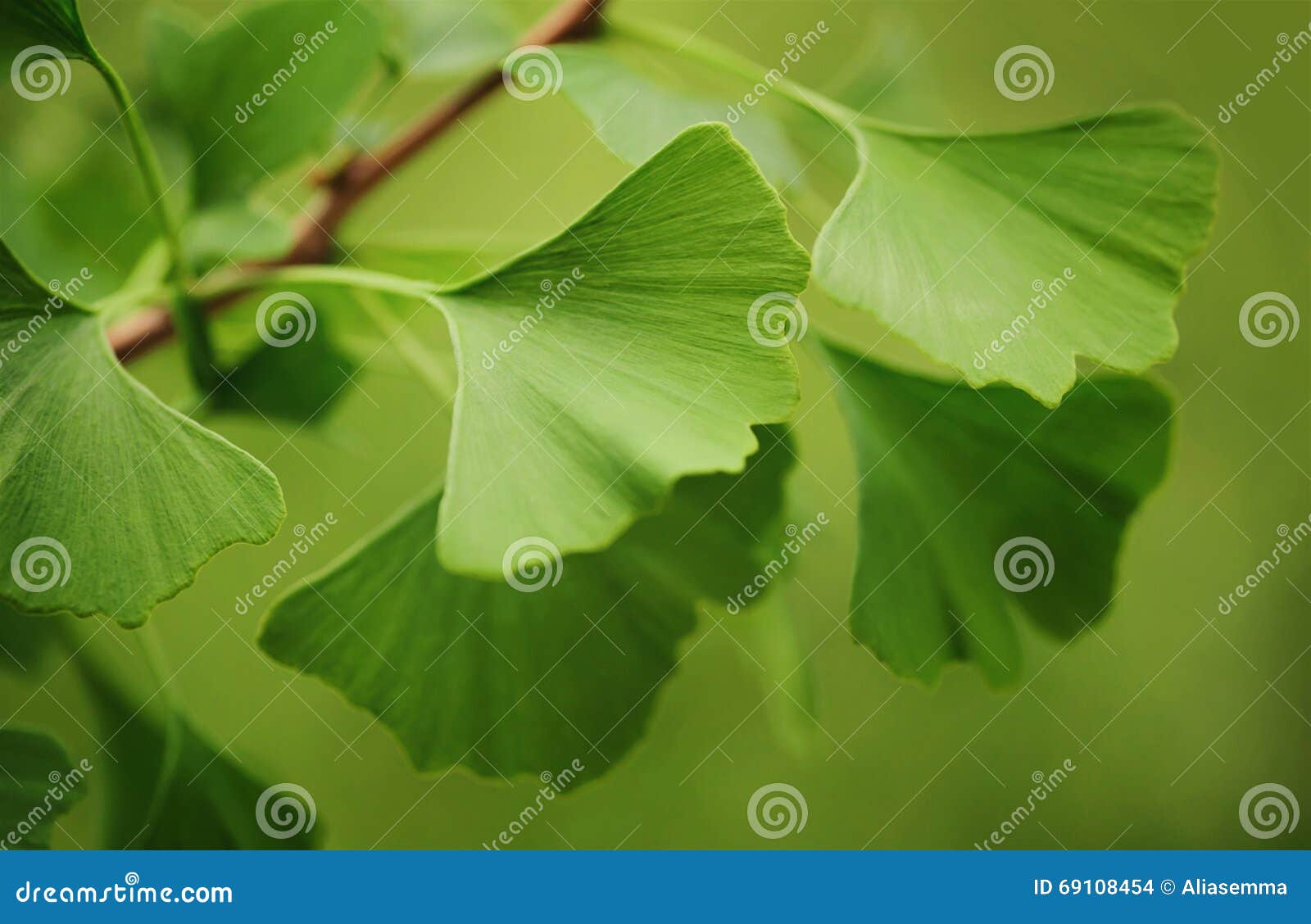 Ginkgo Biloba stock photo. Image of background, natural - 69108454